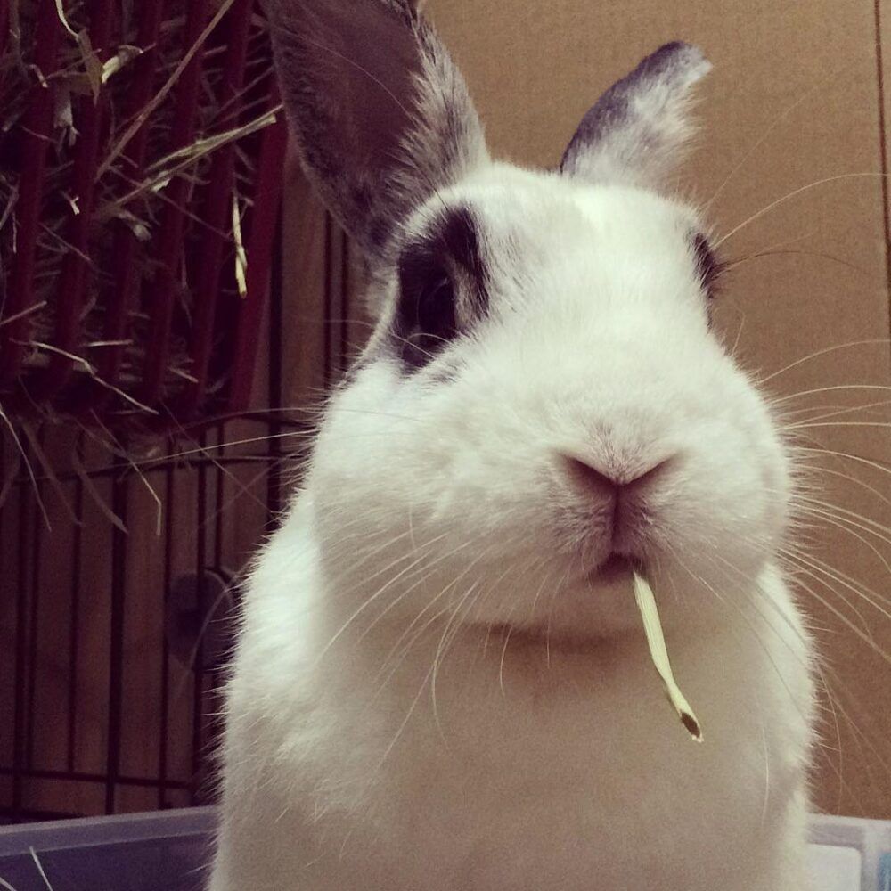 Meet Chewy and Bubble - Chew Chew Bun